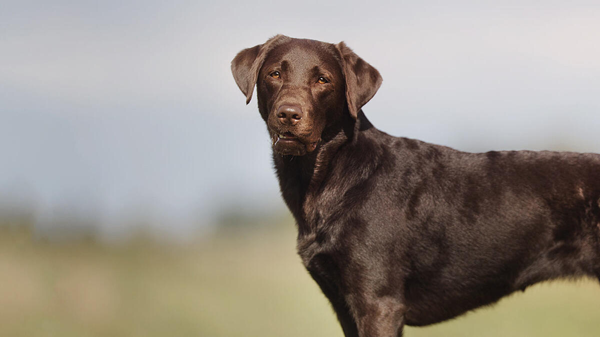 Labrador Retriever Profile