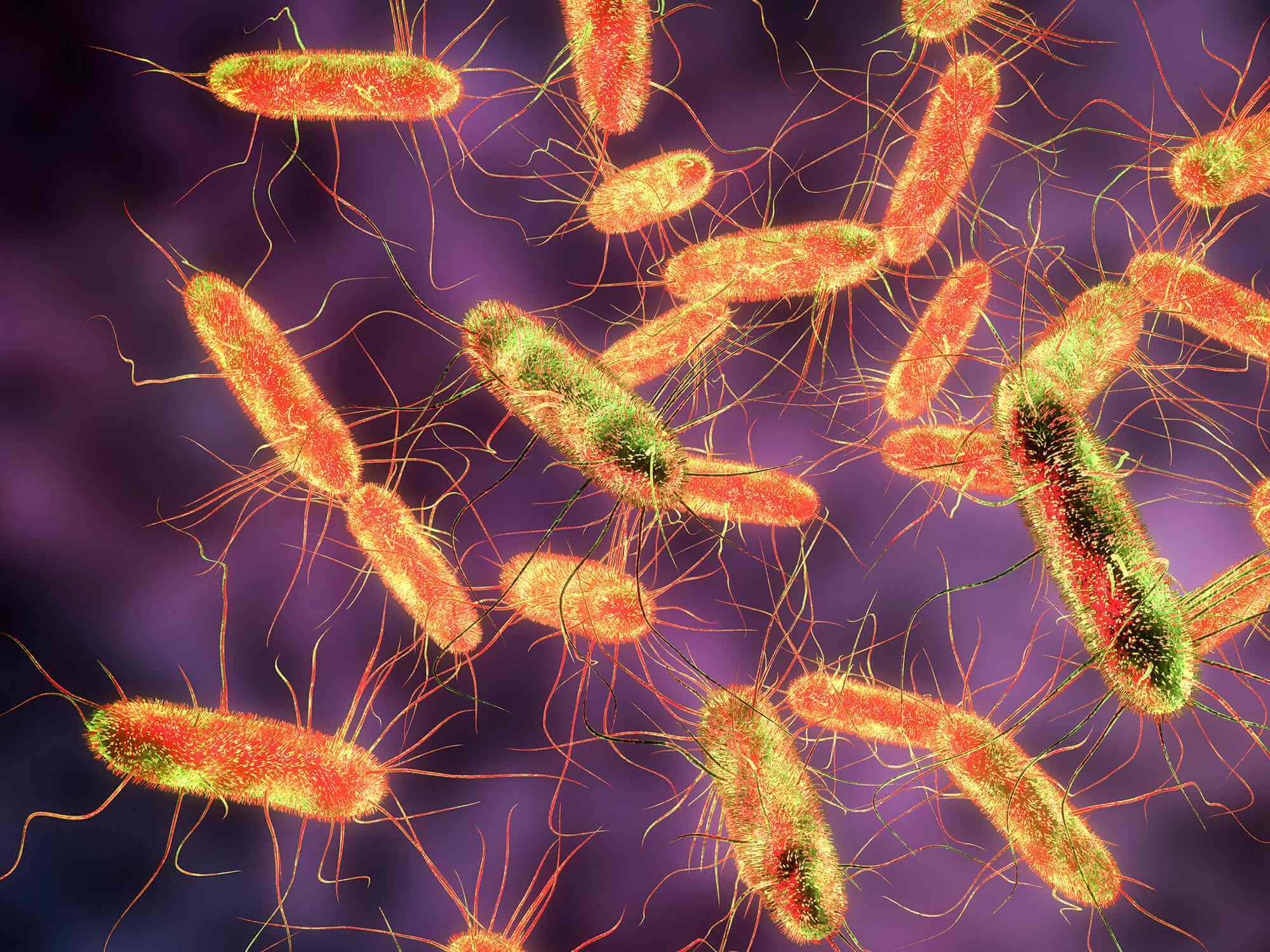 Typhus: Ursachen, Symptome, Therapie Typhus: Ursachen, Symptome, Therapie