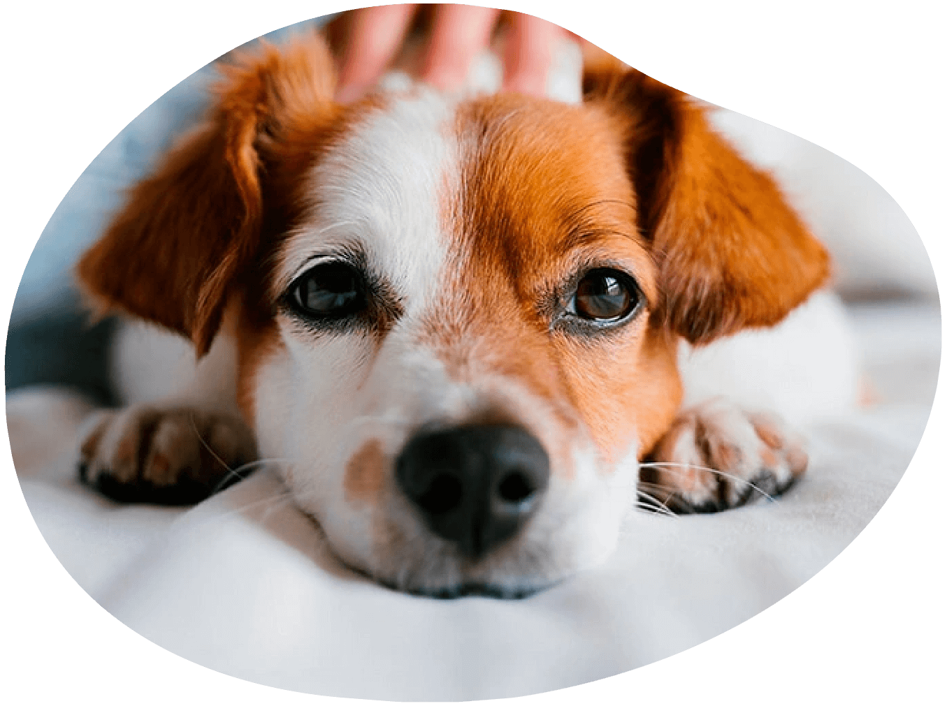 Leishmaniose beim Hund: Ursachen, Symptome und Behandlung